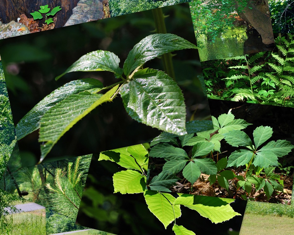 Green Collages – Silver Canvas