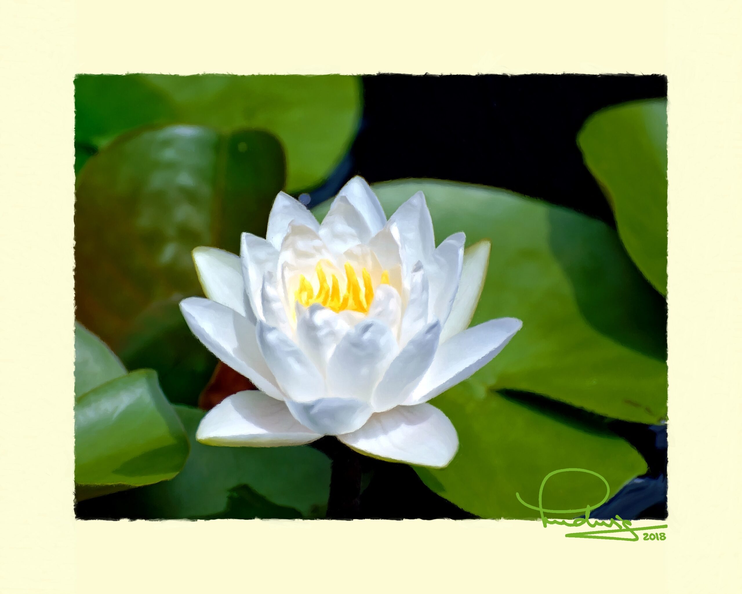 Water Lily – Silver Canvas